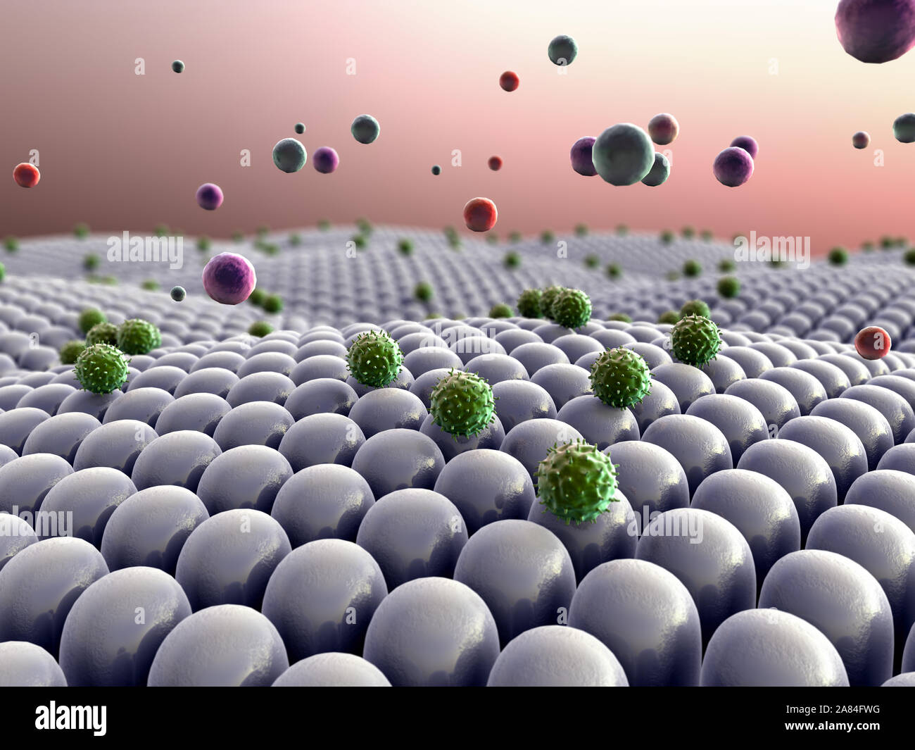 field of cells, viruses attack the cells, action of the human immune ...