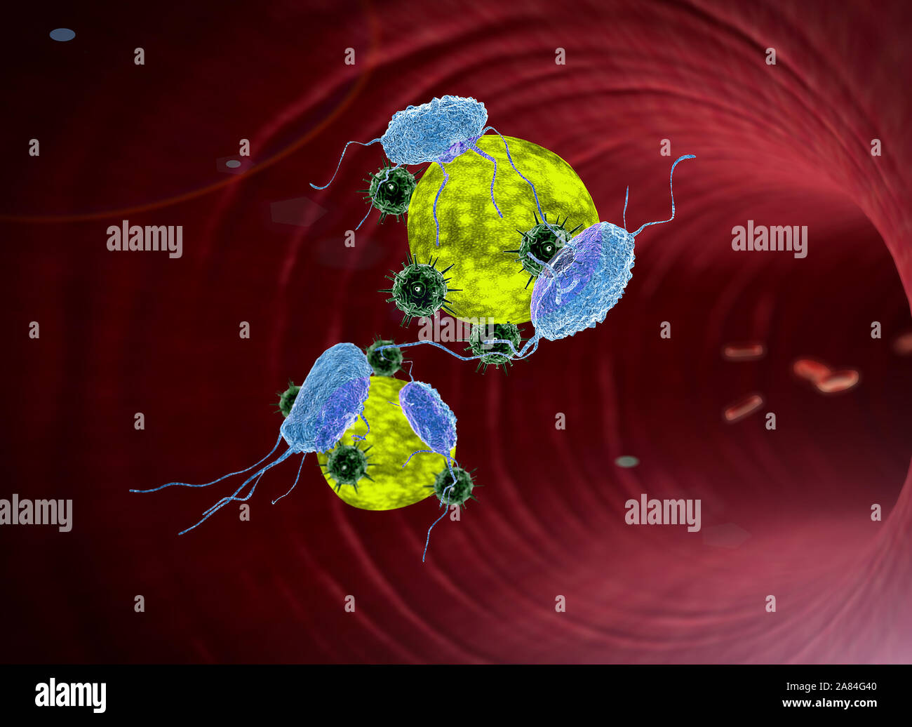 Human Immune System attack the virus, viruses, white blood cells inside ...