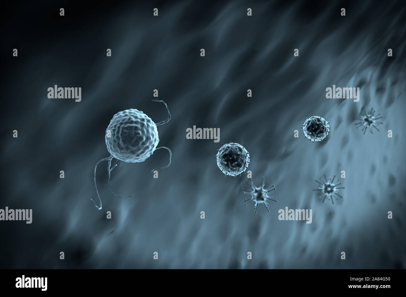 phagocyte kills viruses, inside the human body, medical 3D graphics ...