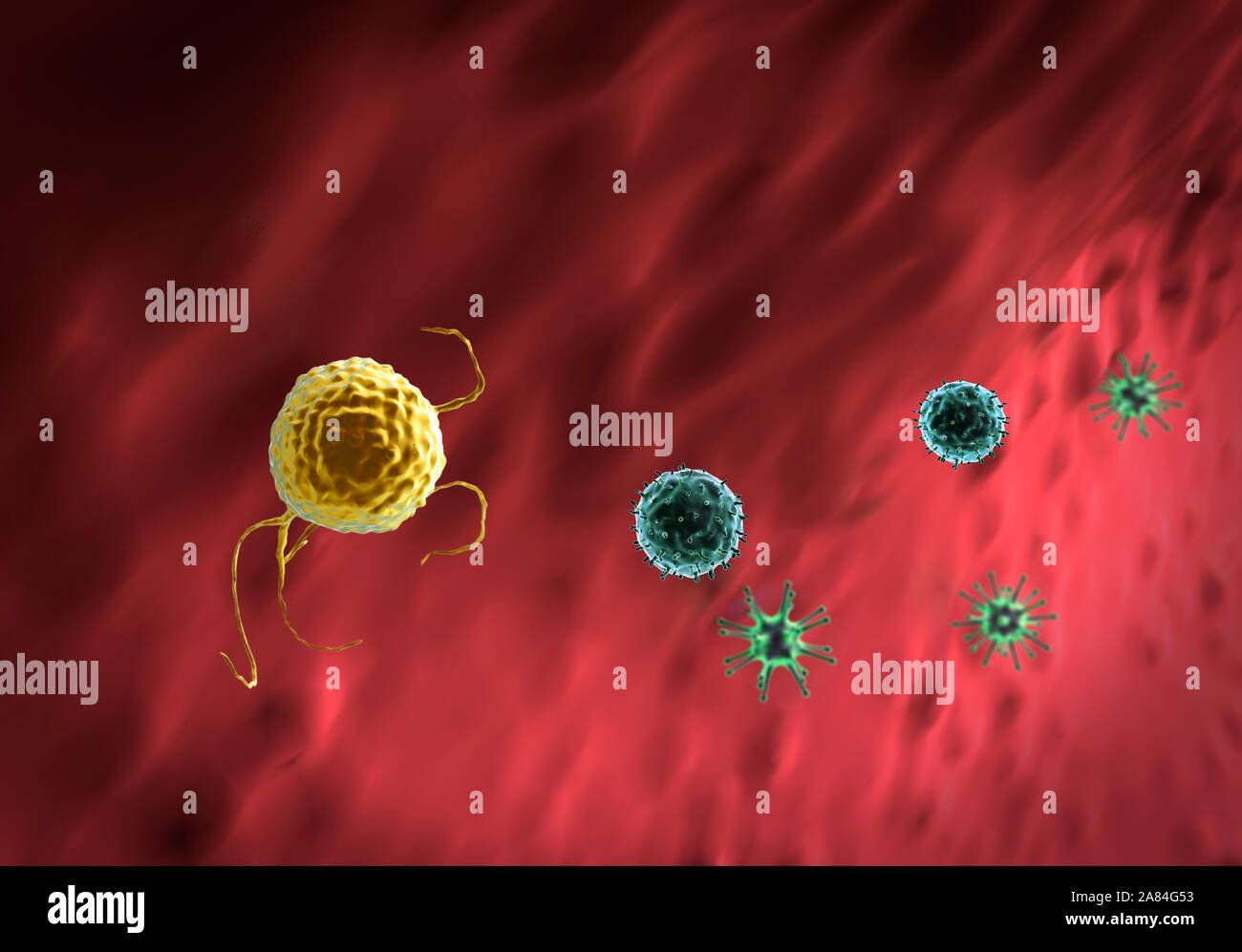 Phagocyte and lymphocyte hi-res stock photography and images - Alamy