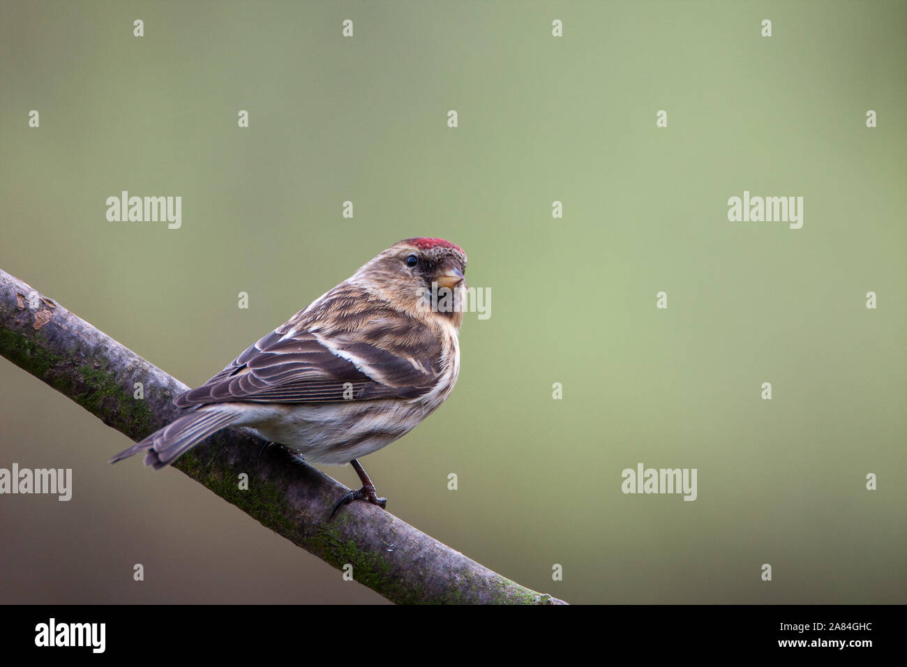 Lesser redpoll flying hi-res stock photography and images - Alamy
