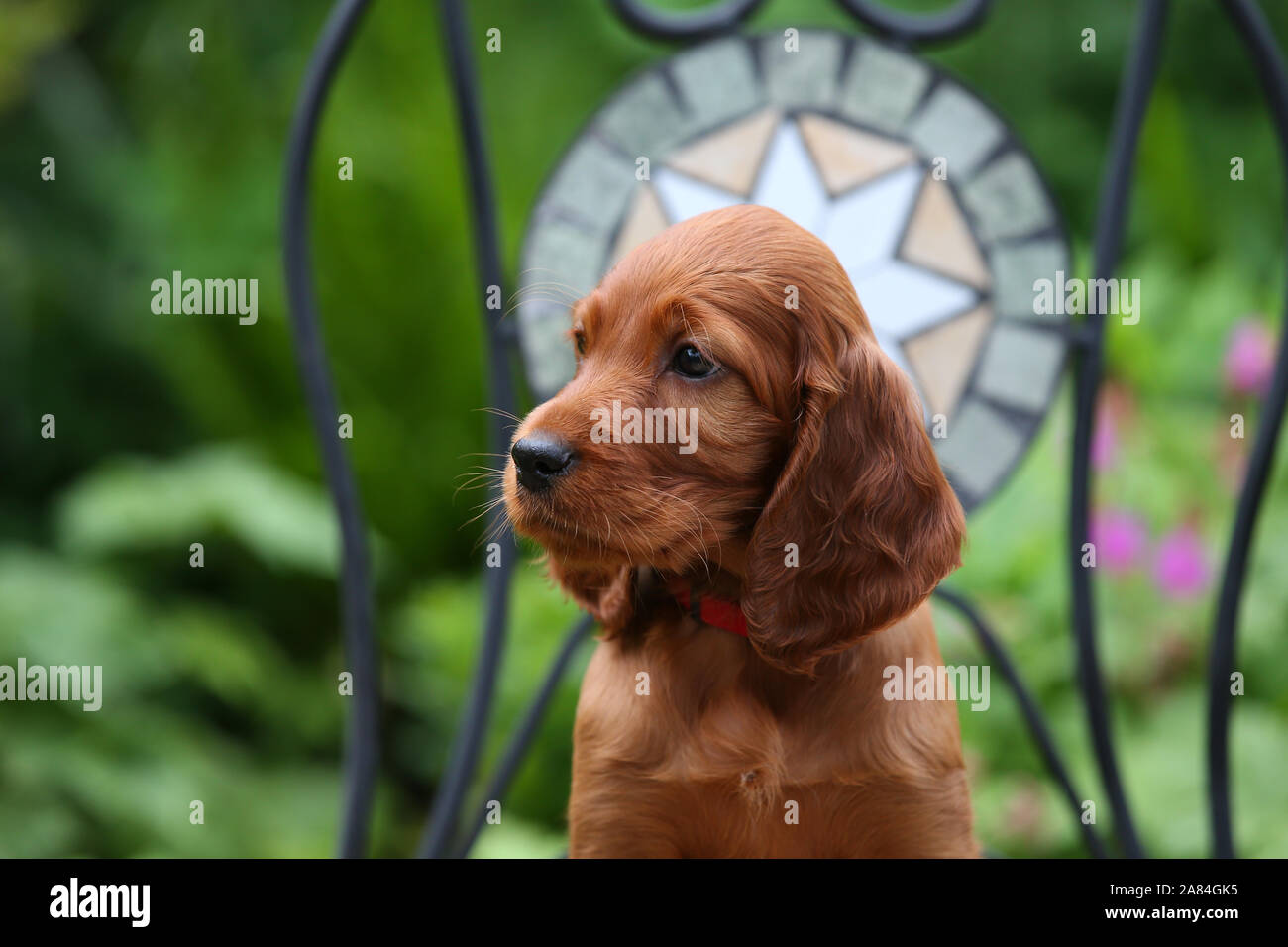 Red setter long ears hi-res stock photography and images - Alamy