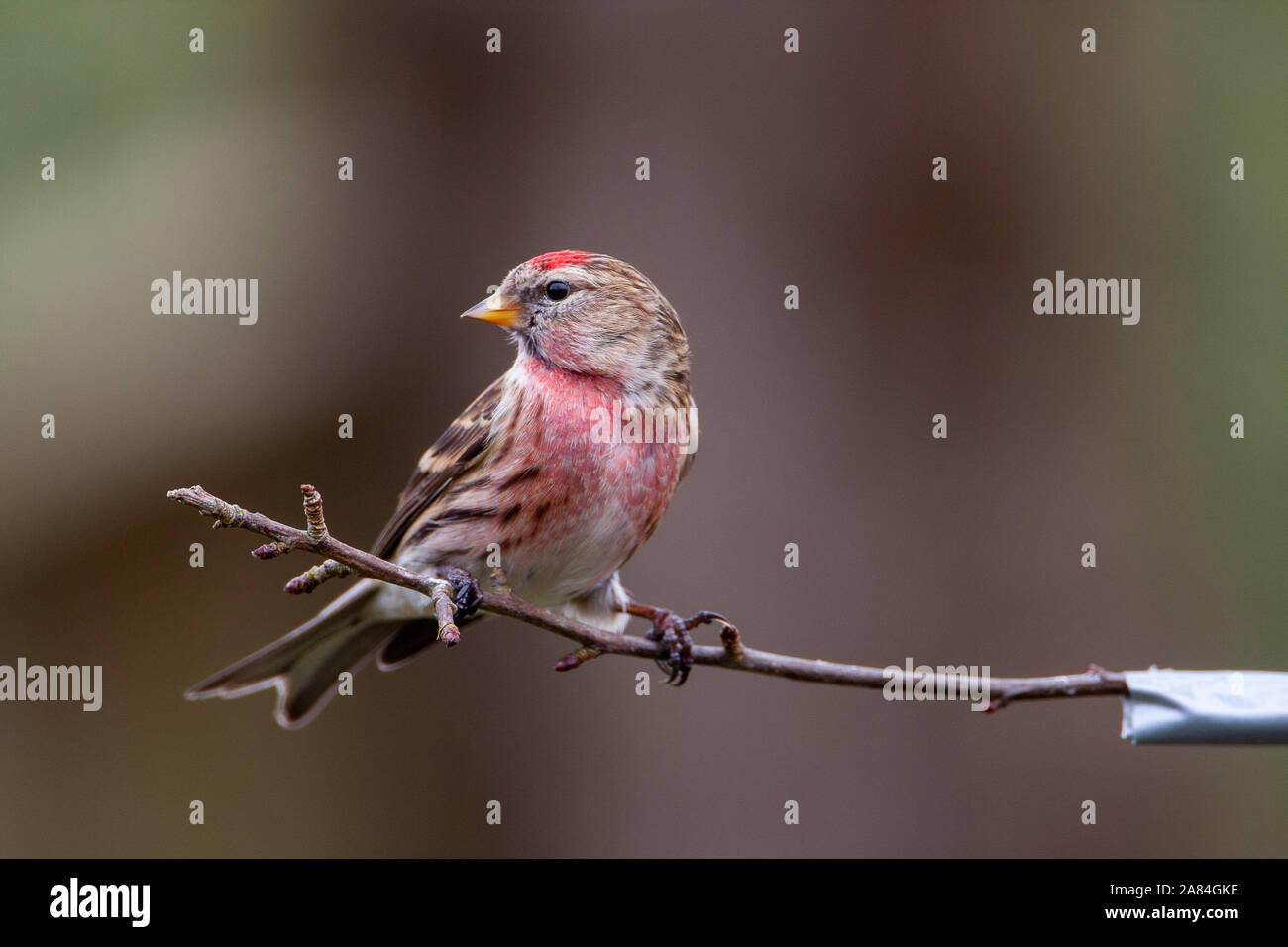 Lesser redpoll flying hi-res stock photography and images - Alamy