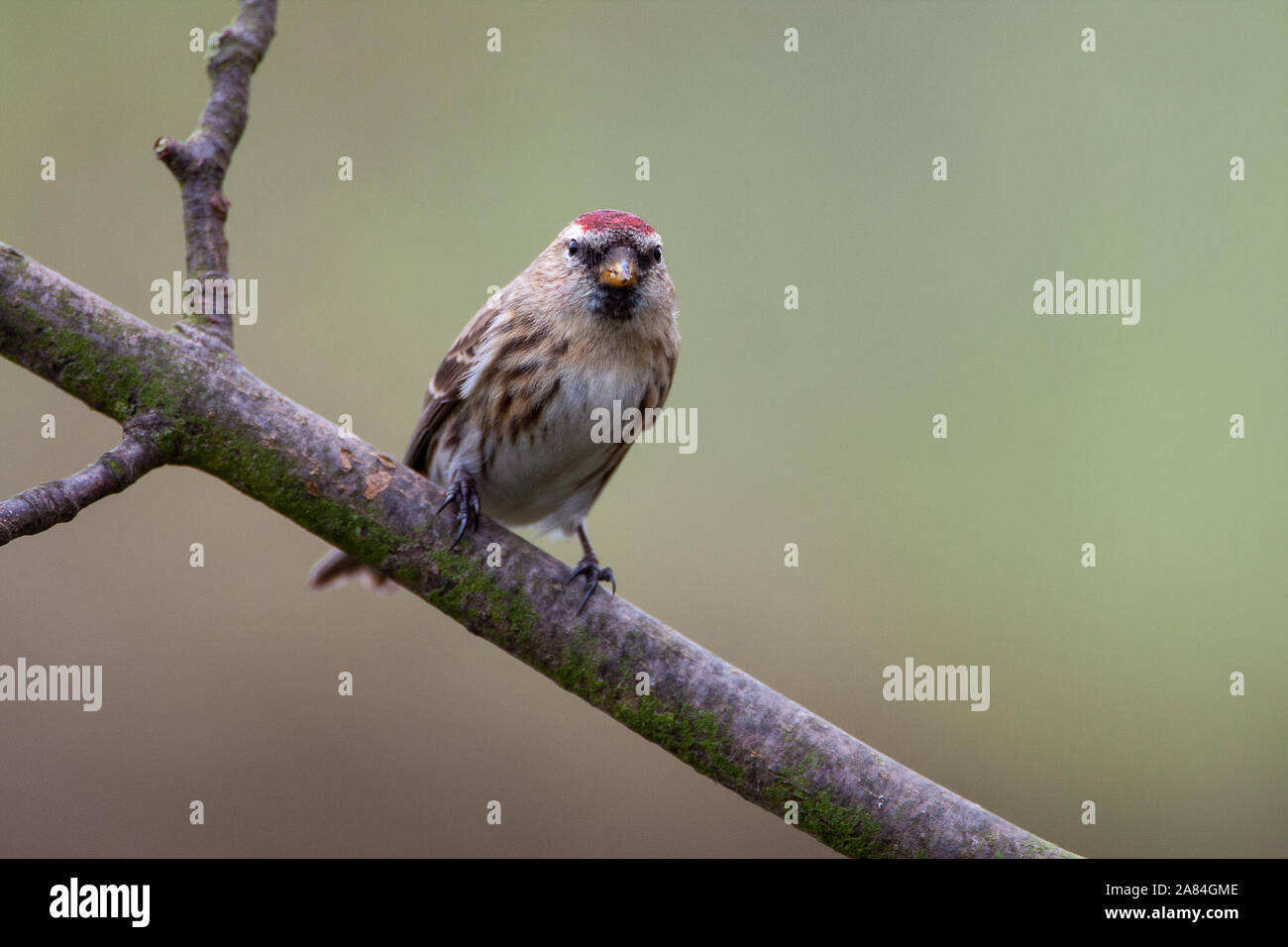 Lesser redpoll, Acanthis cabaret, Norfolk UK Stock Photo - Alamy