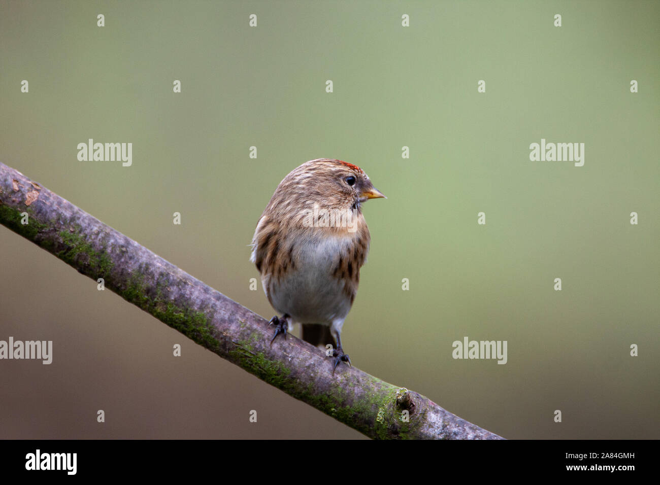 Lesser redpoll flying hi-res stock photography and images - Alamy