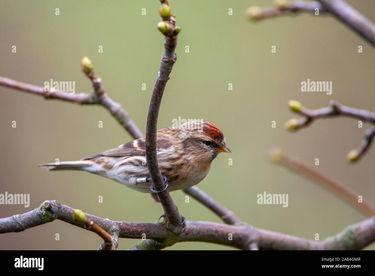 Lesser redpoll, Acanthis cabaret, Norfolk UK Stock Photo - Alamy