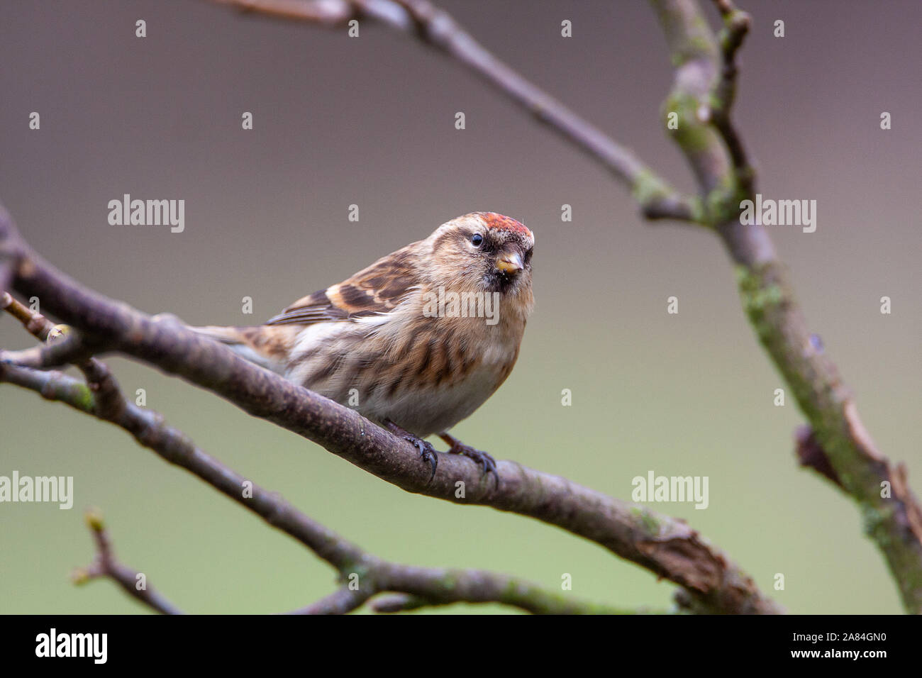 Lesser redpoll, Acanthis cabaret, Norfolk UK Stock Photo - Alamy