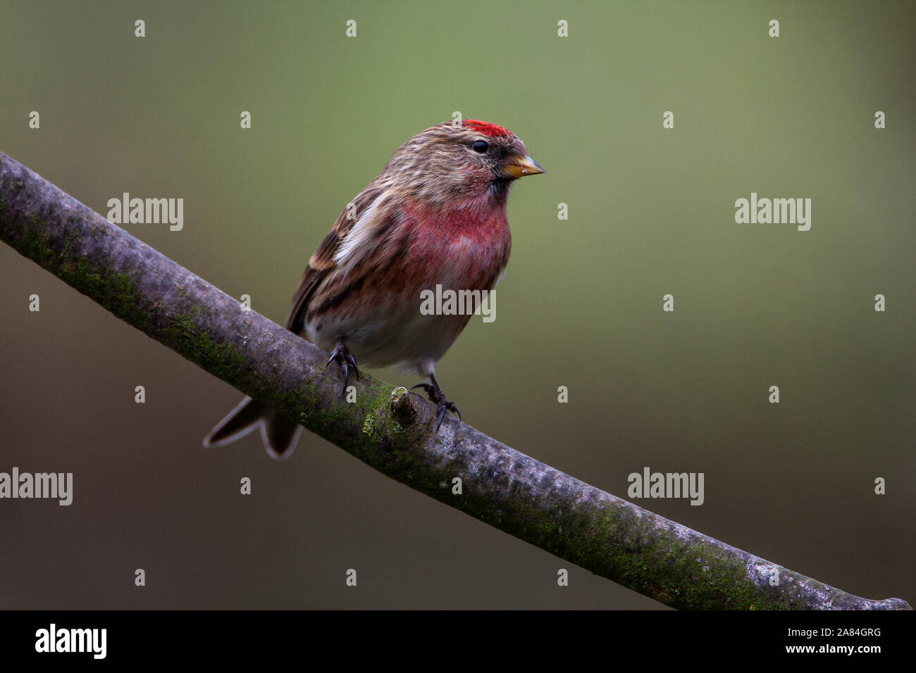 Lesser redpoll flying hi-res stock photography and images - Alamy