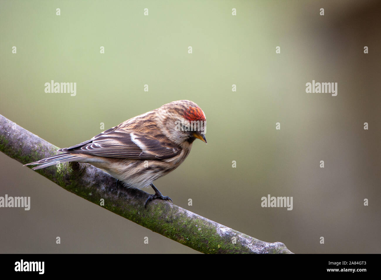 Lesser redpoll flying hi-res stock photography and images - Alamy