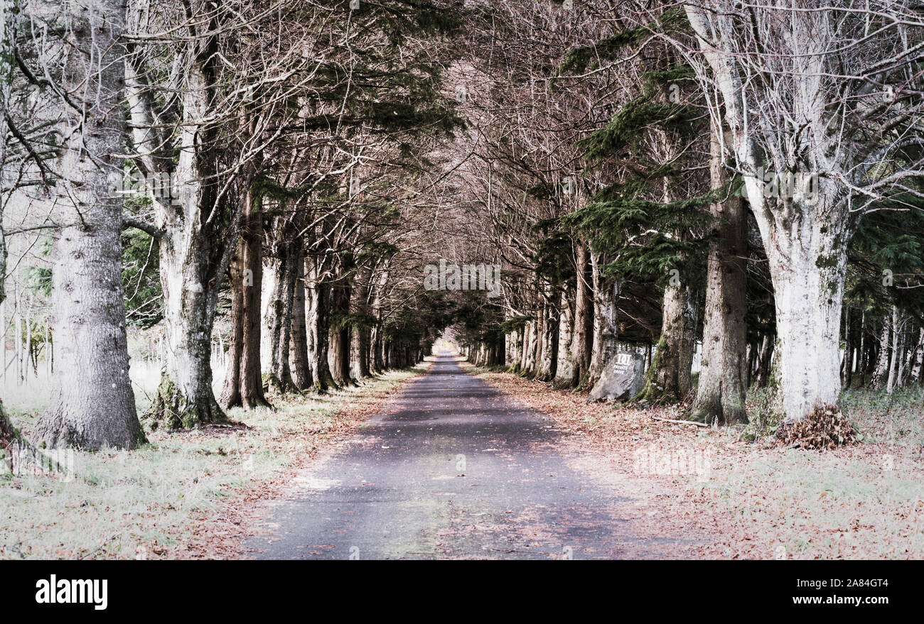 Spooky tree tunnel hi-res stock photography and images - Alamy