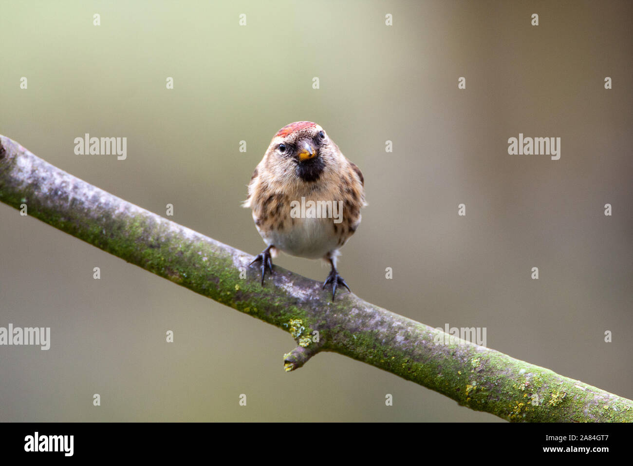 Lesser redpoll, Acanthis cabaret, Norfolk UK Stock Photo - Alamy