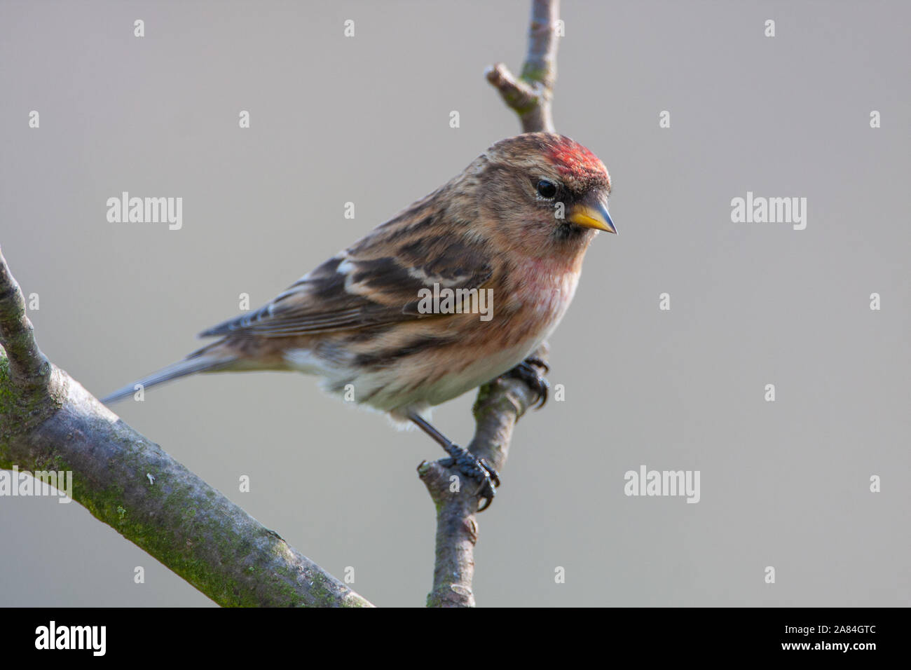 Lesser redpoll flying hi-res stock photography and images - Alamy