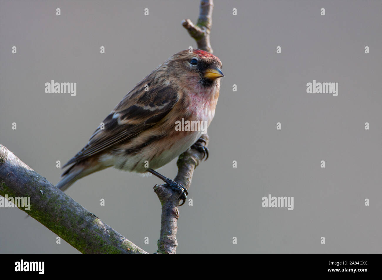 Lesser redpoll, Acanthis cabaret, Norfolk UK Stock Photo - Alamy