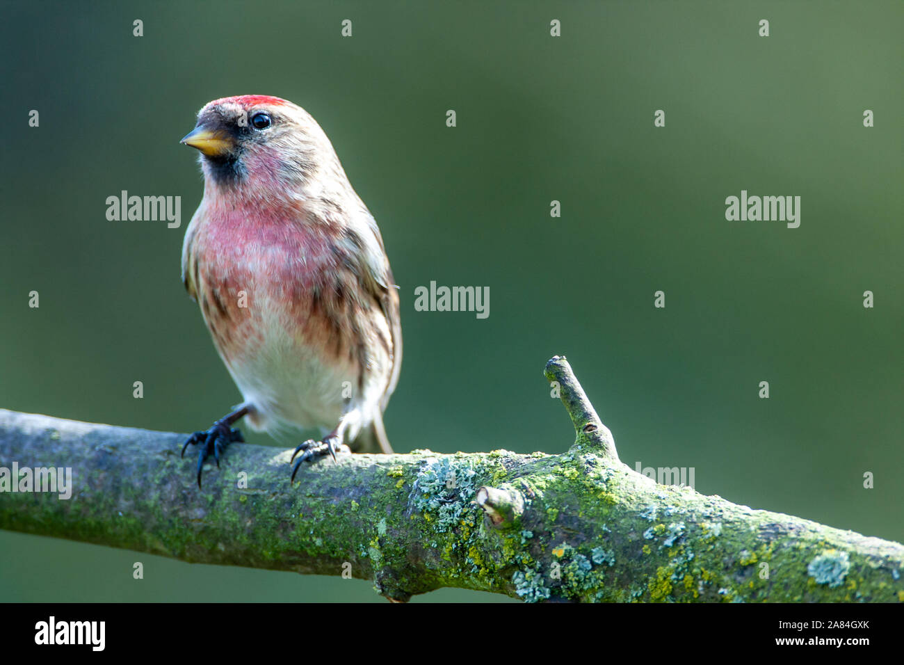 Lesser redpoll flying hi-res stock photography and images - Alamy