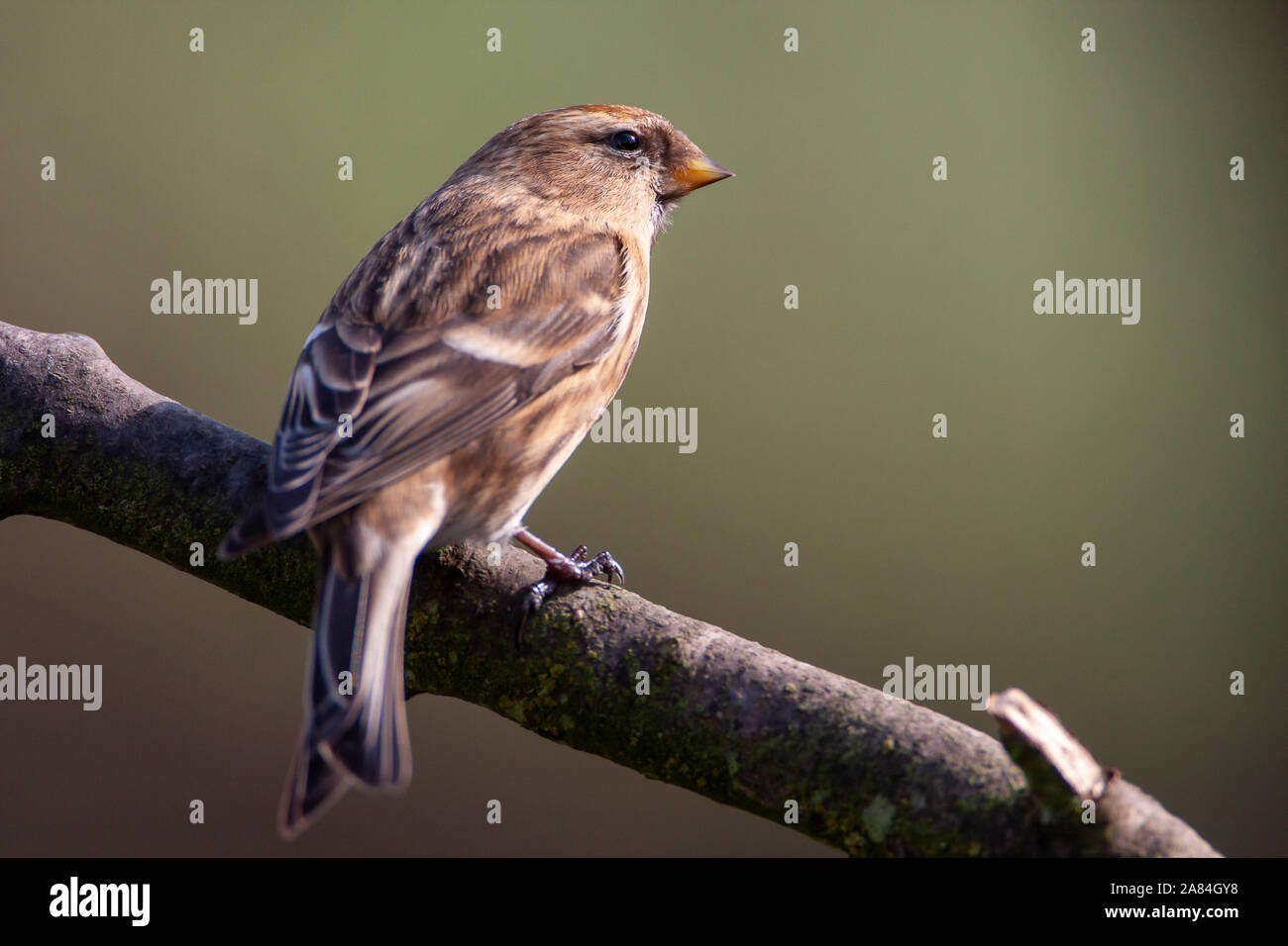 Lesser redpoll flying hi-res stock photography and images - Alamy