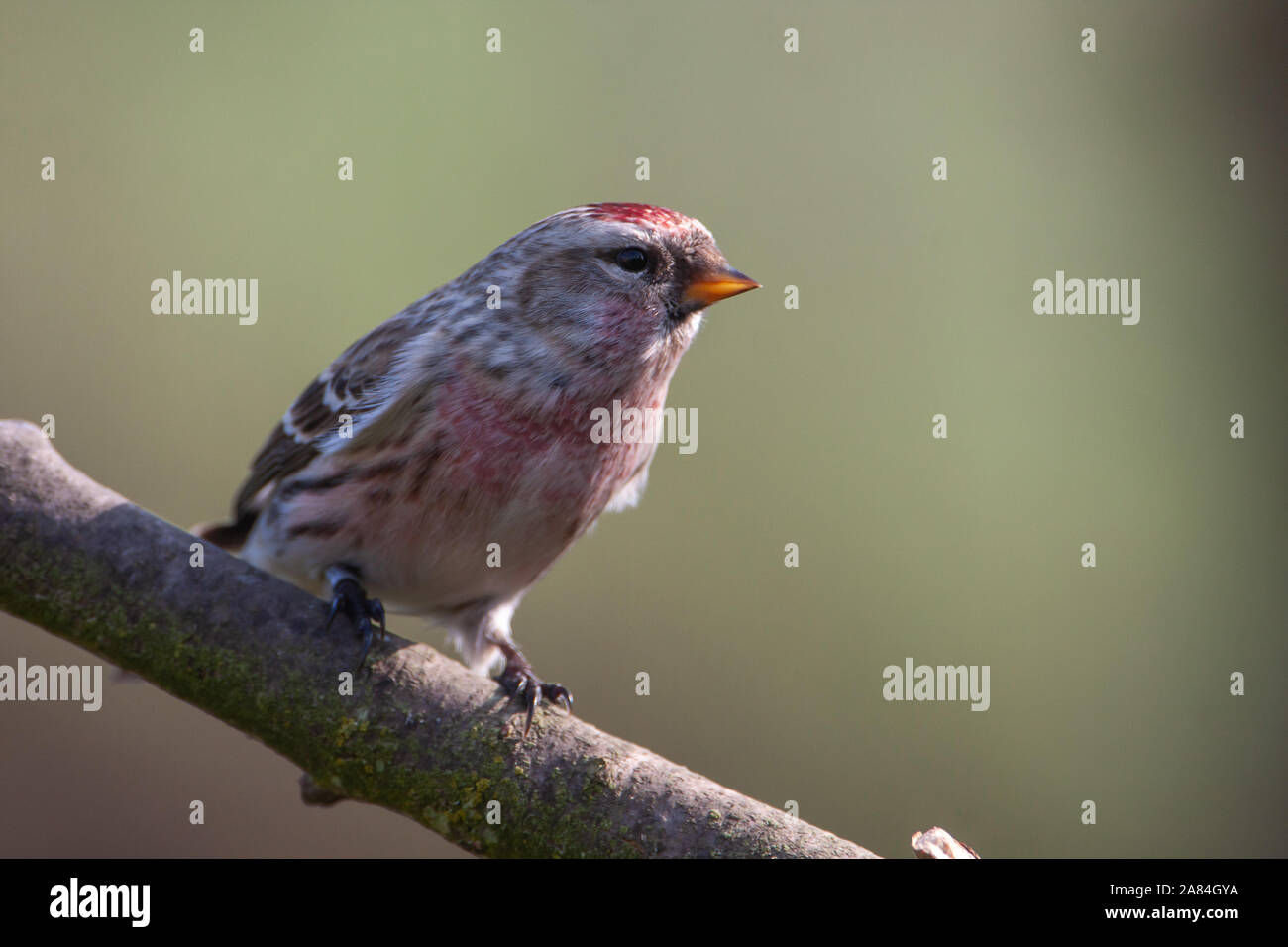 Lesser redpoll, Acanthis cabaret, Norfolk UK Stock Photo - Alamy