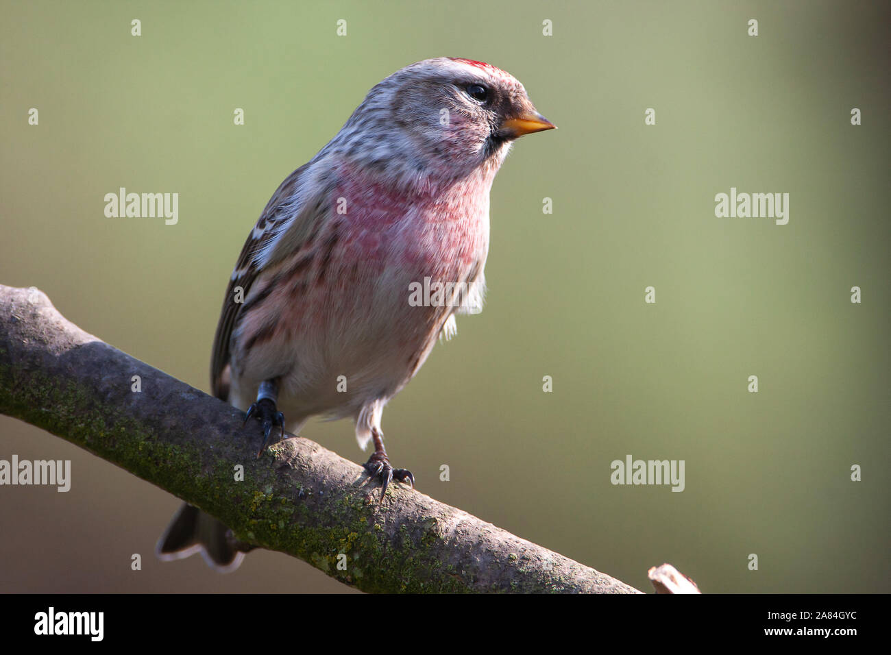 Lesser redpoll flying hi-res stock photography and images - Alamy
