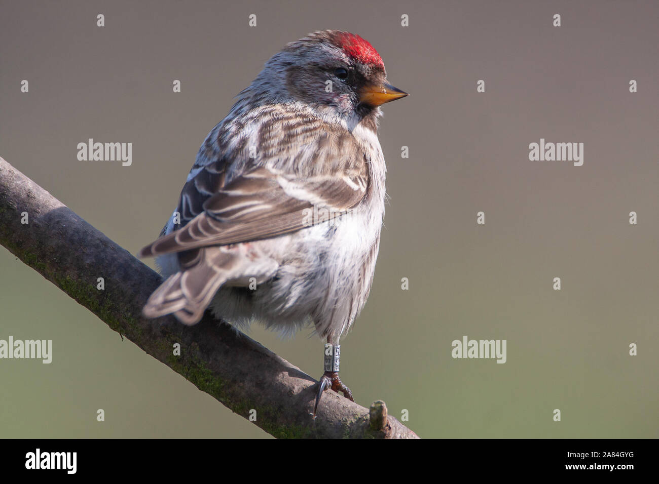 Lesser redpoll flying hi-res stock photography and images - Alamy