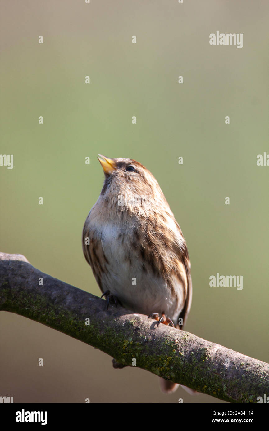 Lesser redpoll, Acanthis cabaret, Norfolk UK Stock Photo - Alamy