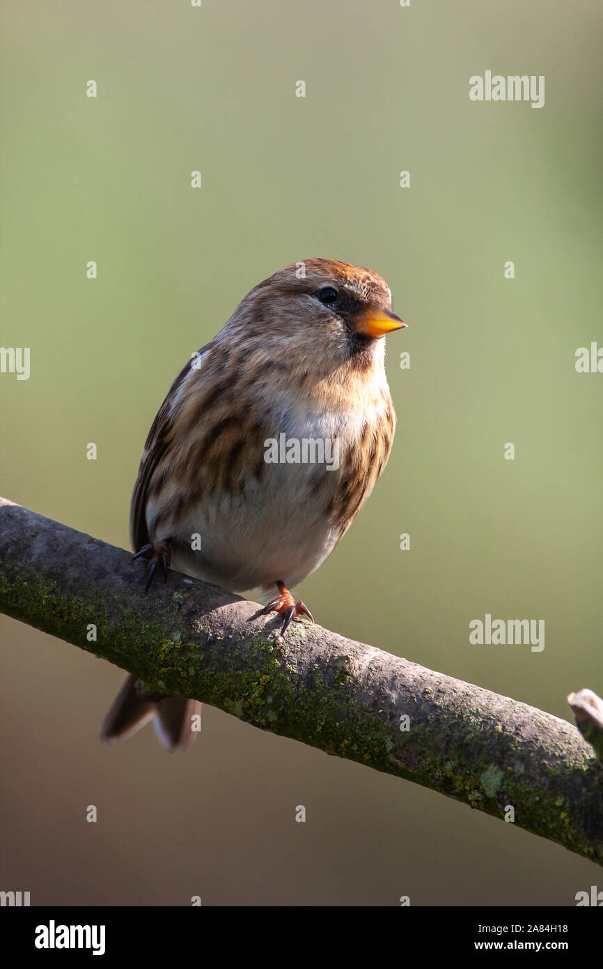 Lesser redpoll flying hi-res stock photography and images - Alamy