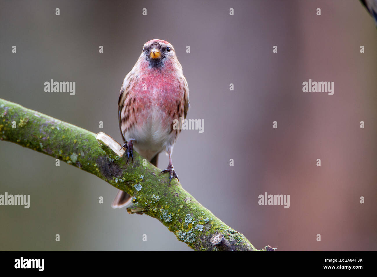 Lesser redpoll flying hi-res stock photography and images - Alamy