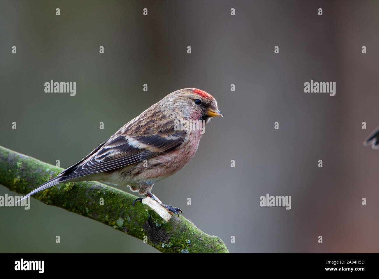 Lesser redpoll flying hi-res stock photography and images - Alamy