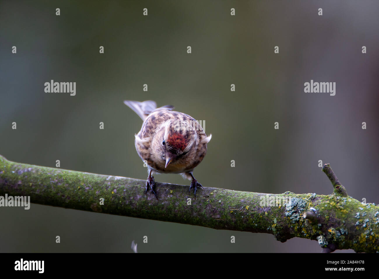 Lesser redpoll, Acanthis cabaret, Norfolk UK Stock Photo - Alamy