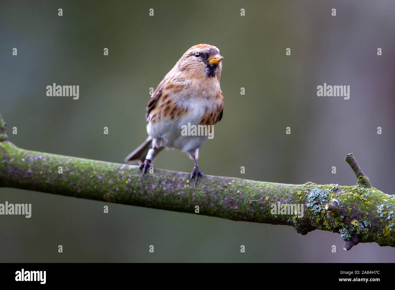 Lesser redpoll flying hi-res stock photography and images - Alamy