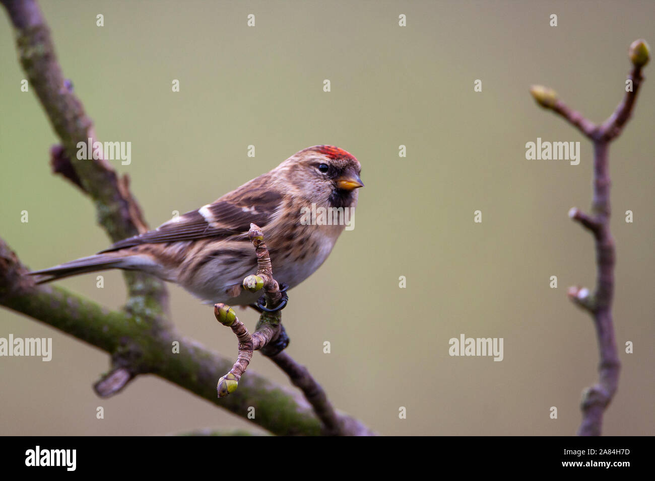 Lesser redpoll flying hi-res stock photography and images - Alamy
