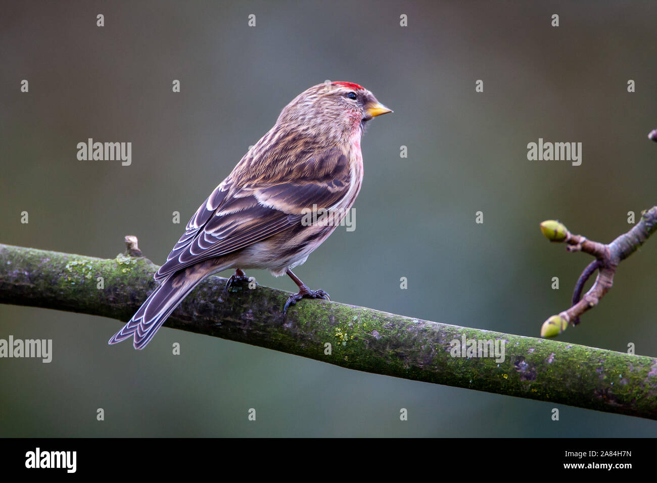 Lesser redpoll, Acanthis cabaret, Norfolk UK Stock Photo - Alamy
