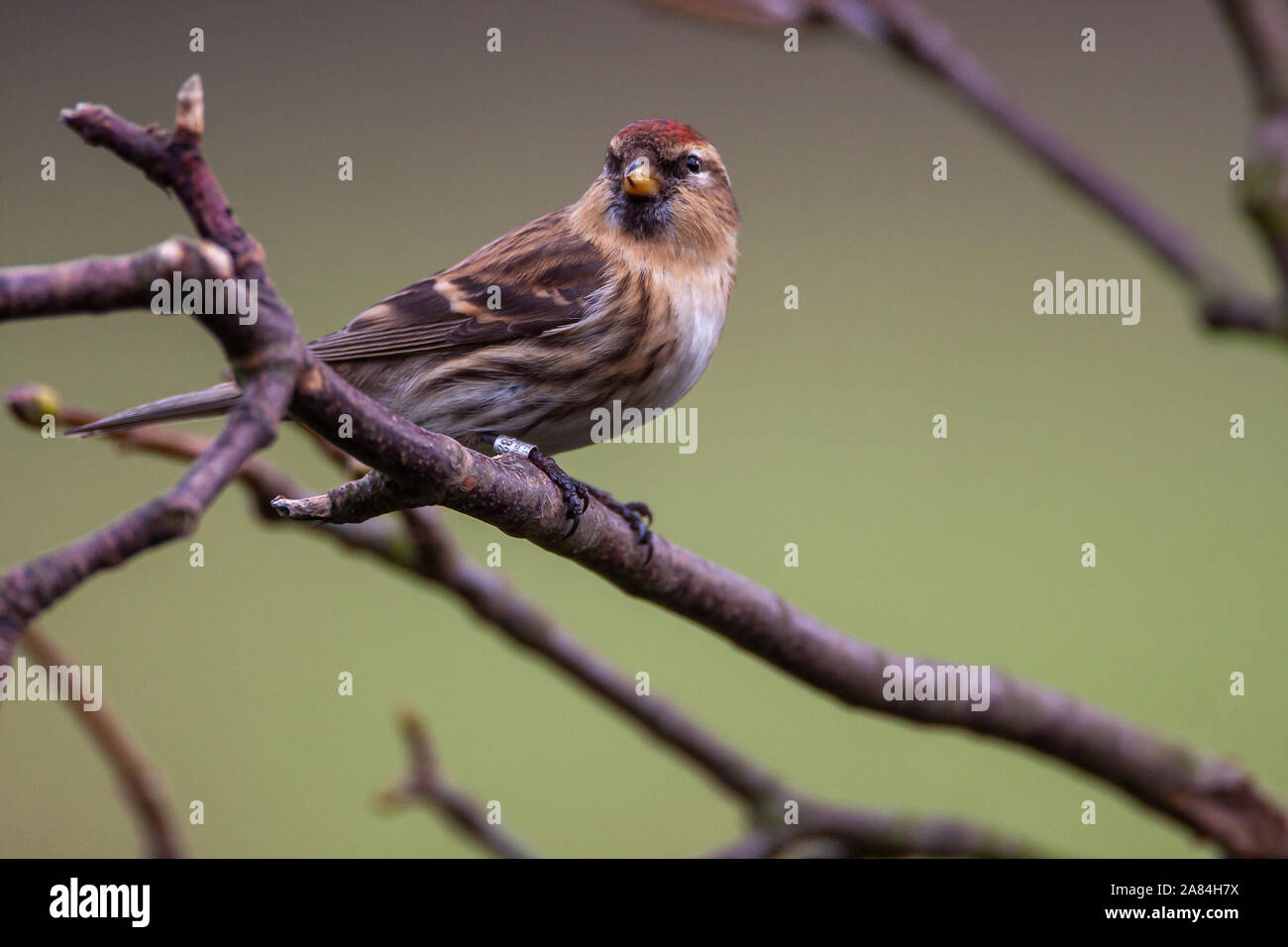 Lesser redpoll, Acanthis cabaret, Norfolk UK Stock Photo - Alamy