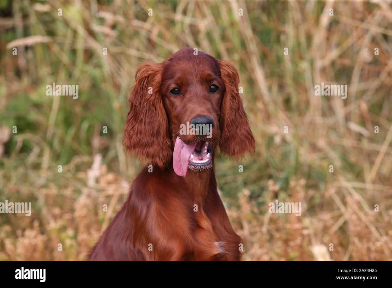 Red setter long ears hi-res stock photography and images - Alamy