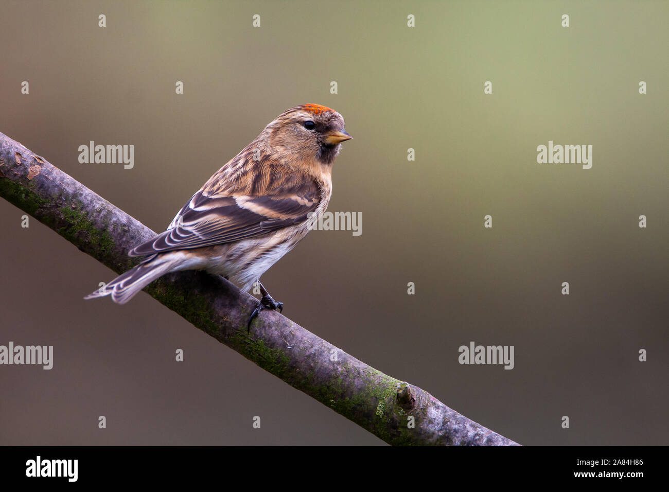 Lesser redpoll, Acanthis cabaret, Norfolk UK Stock Photo - Alamy