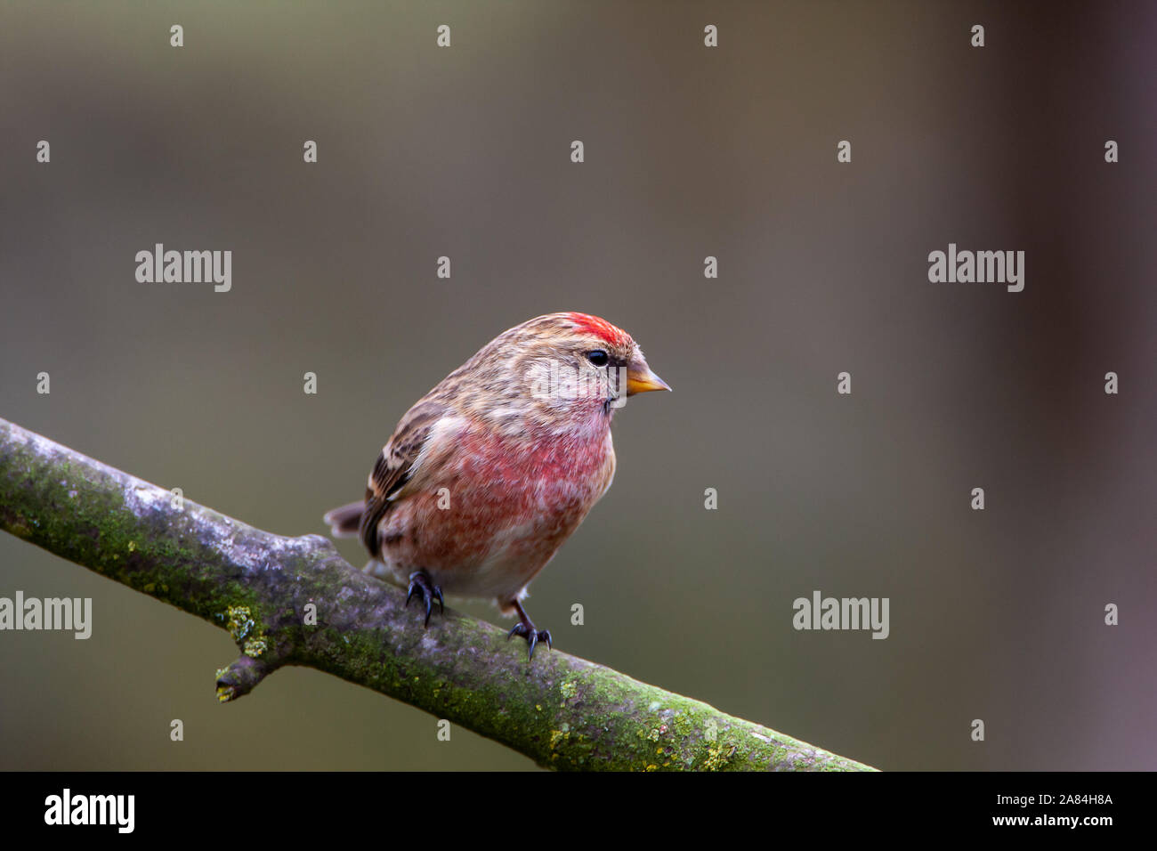 Lesser redpoll, Acanthis cabaret, Norfolk UK Stock Photo - Alamy