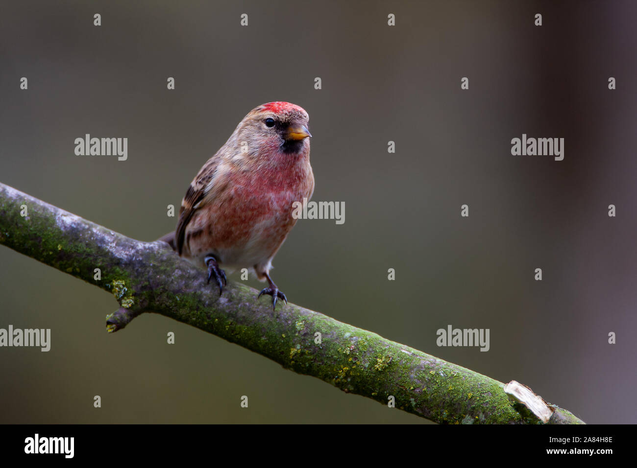 Lesser redpoll flying hi-res stock photography and images - Alamy