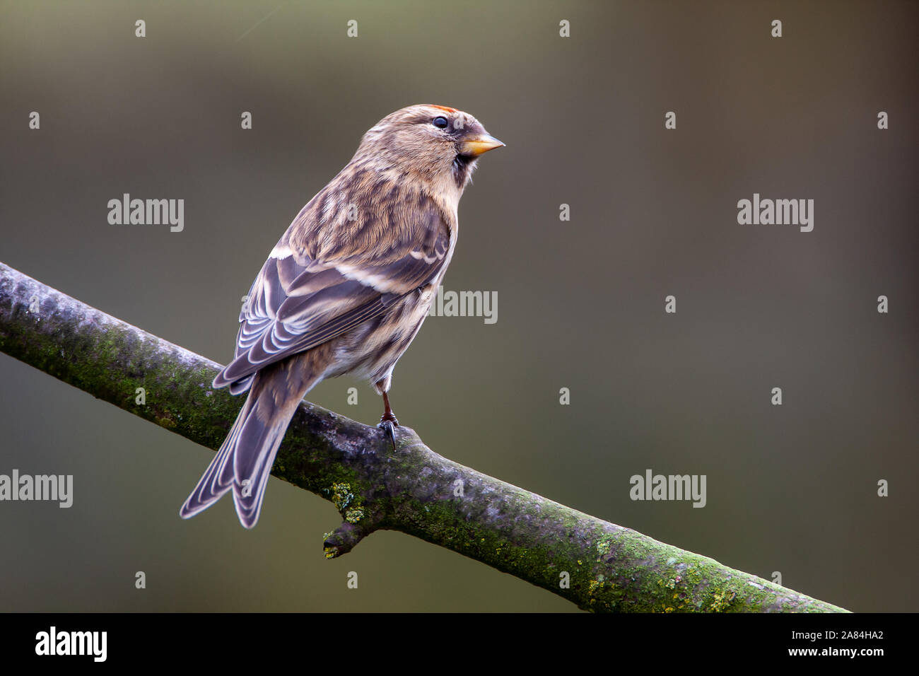 Lesser redpoll flying hi-res stock photography and images - Alamy