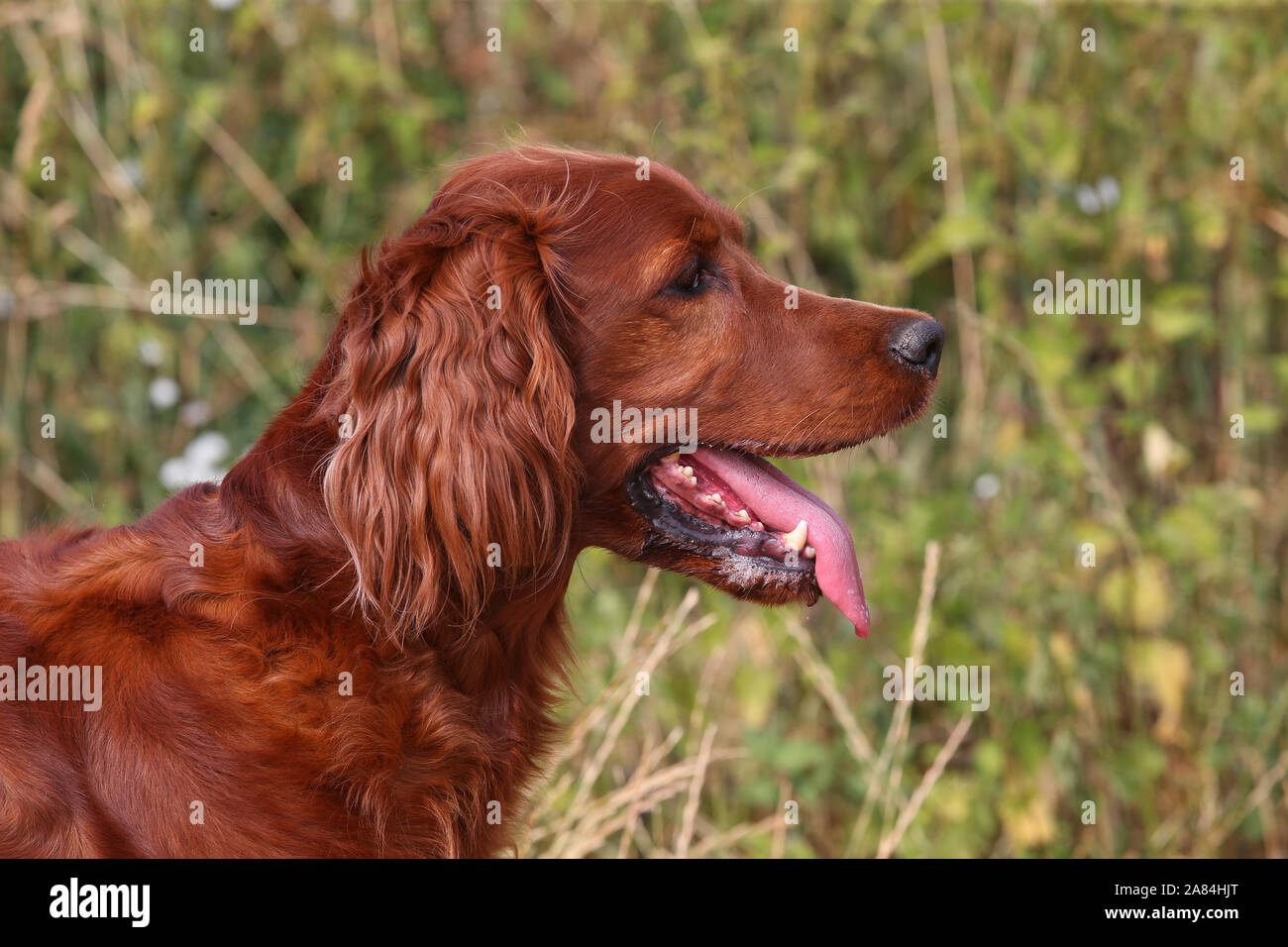 Red setter long ears hi-res stock photography and images - Alamy