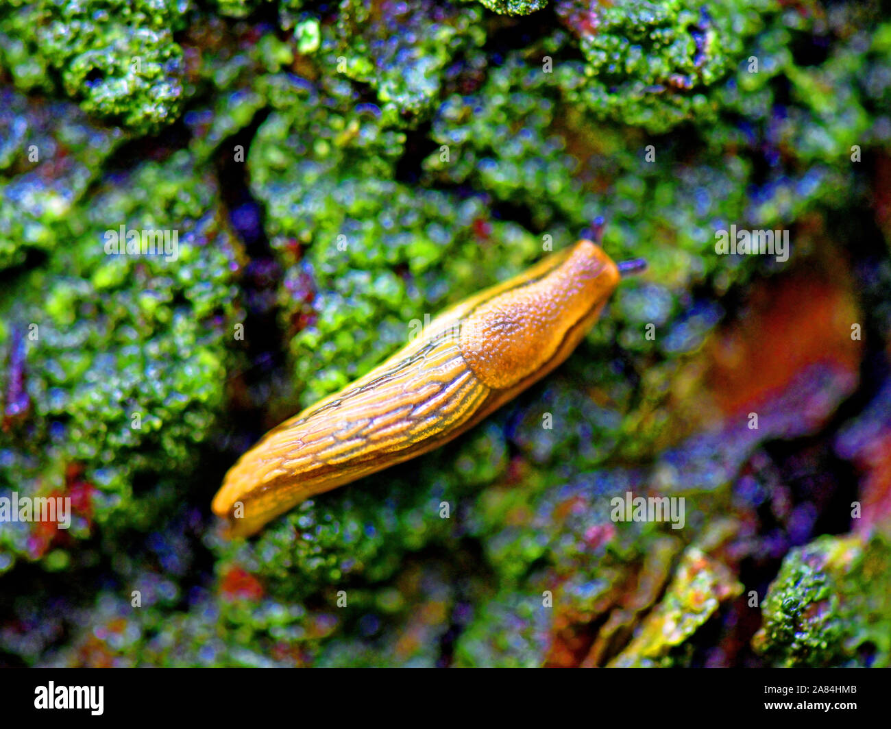 Tree snail trail hi-res stock photography and images - Alamy