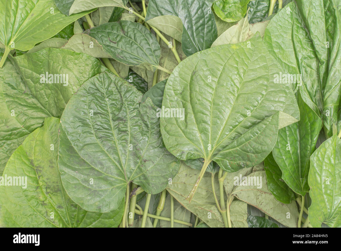 Heart-shaped leaf of Betel Vine / Piper betle. Not same as the tree ...