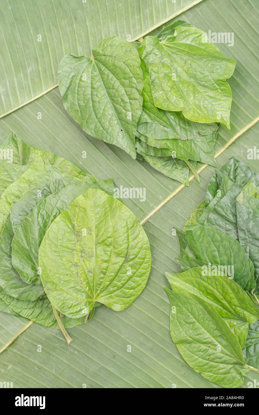 Heart-shaped leaf of Betel Vine / Piper betle. Not same as the tree ...