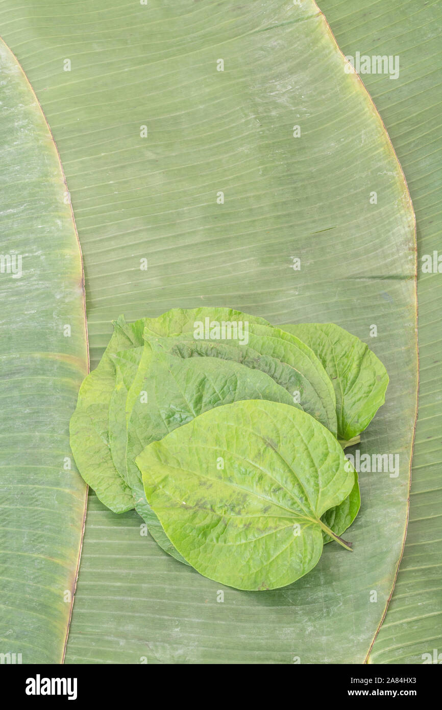 Heart-shaped leaf of Betel Vine / Piper betle. Not same as the tree ...