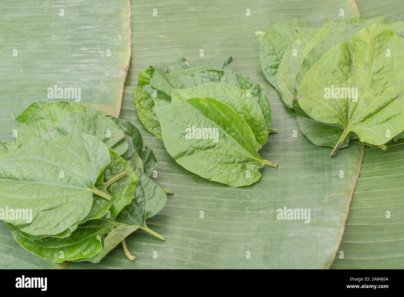 Ayurvedic plants hi-res stock photography and images - Alamy