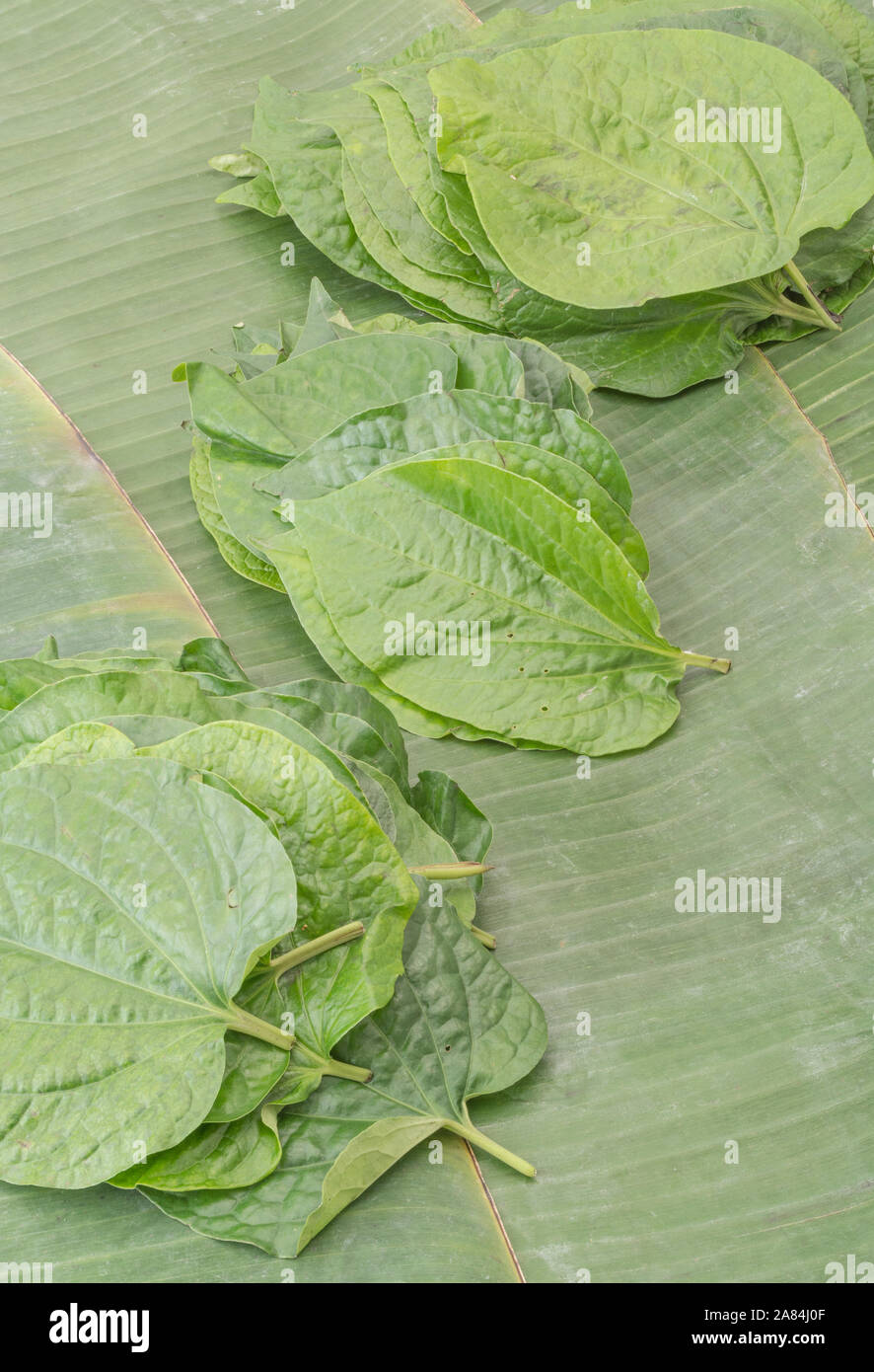 Heart-shaped leaf of Betel Vine / Piper betle. Not same as the tree ...