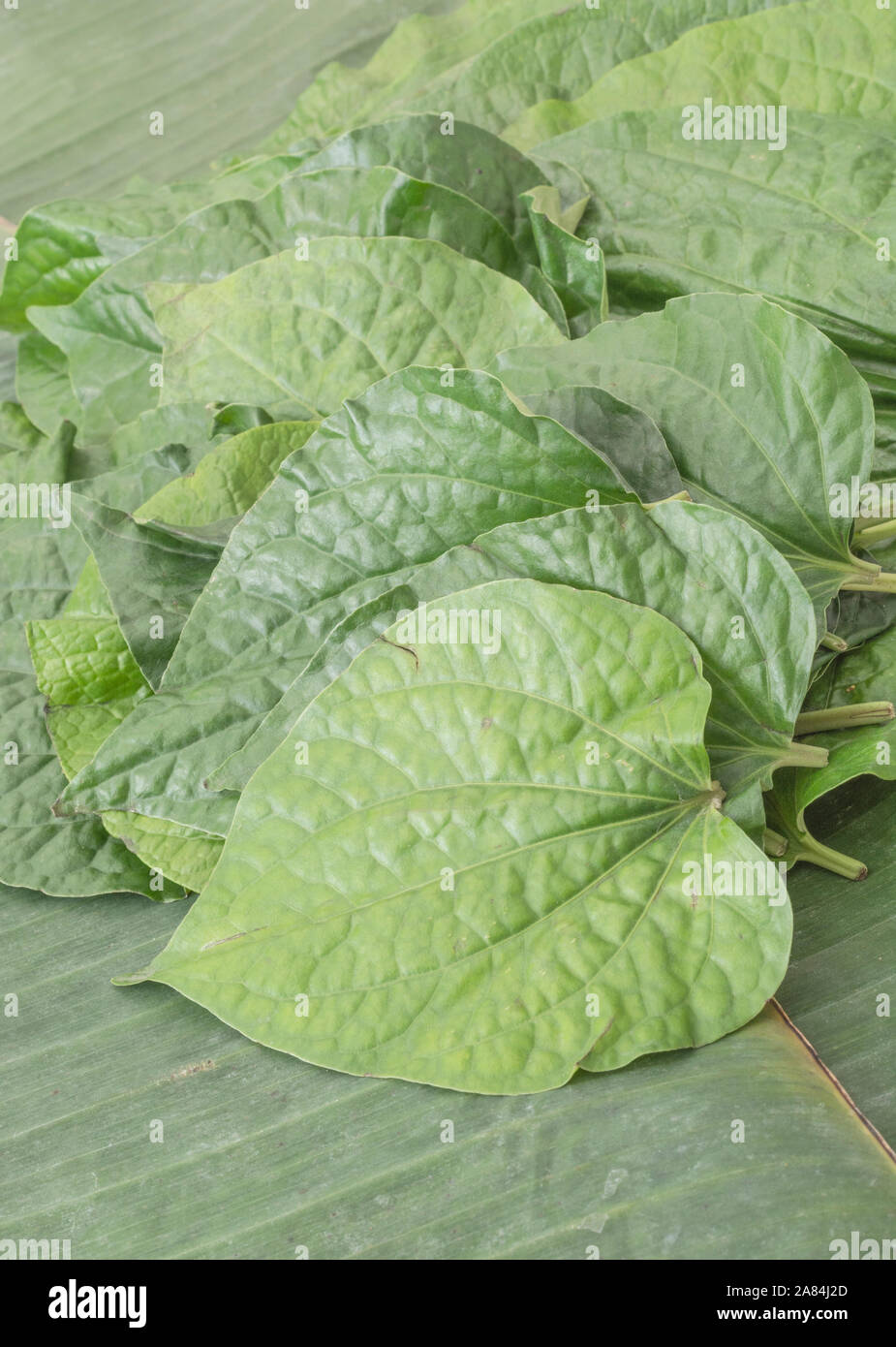 Heart-shaped leaf of Betel Vine / Piper betle. Not same as the tree ...