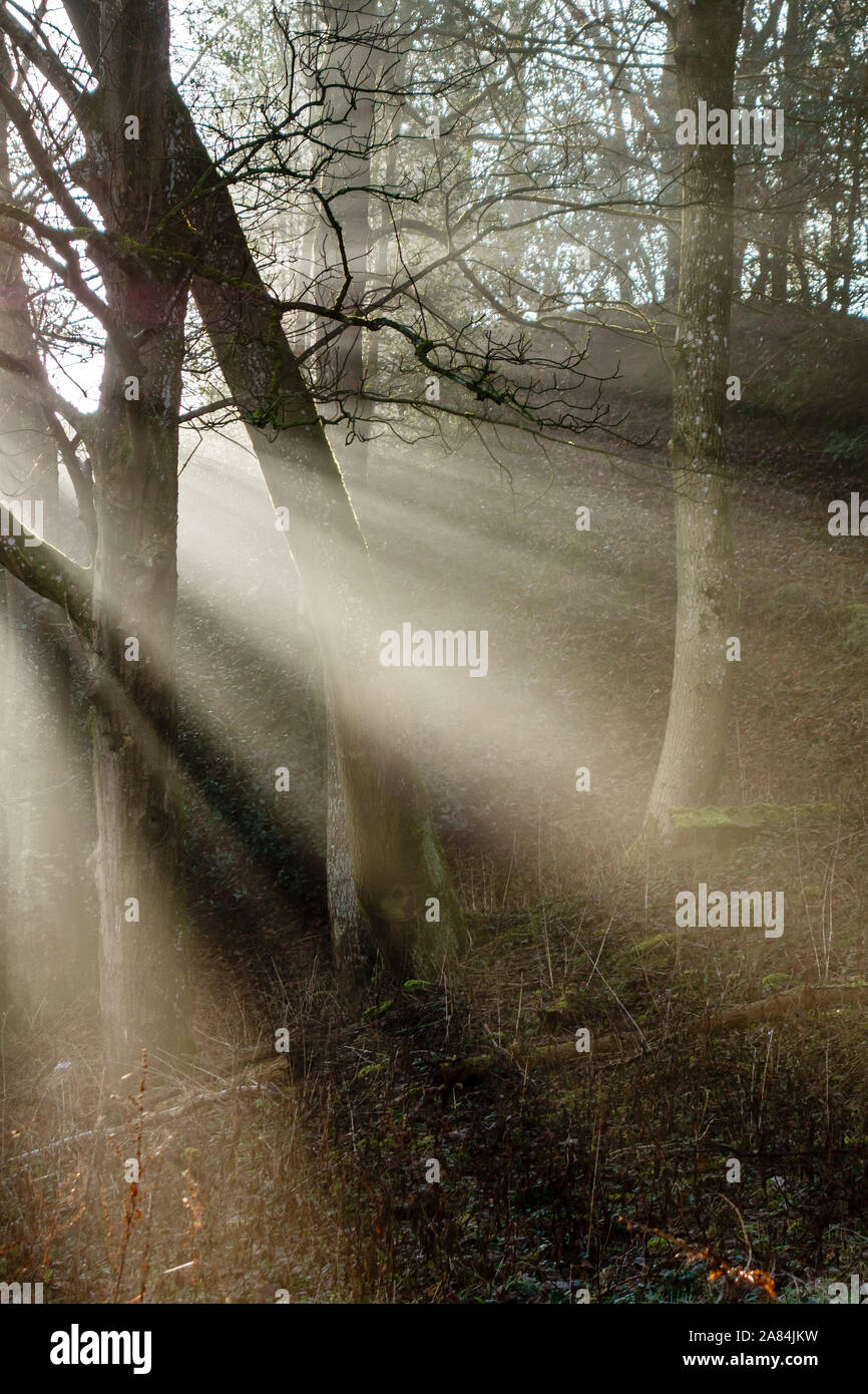 Sunbeams through trees hi-res stock photography and images - Alamy