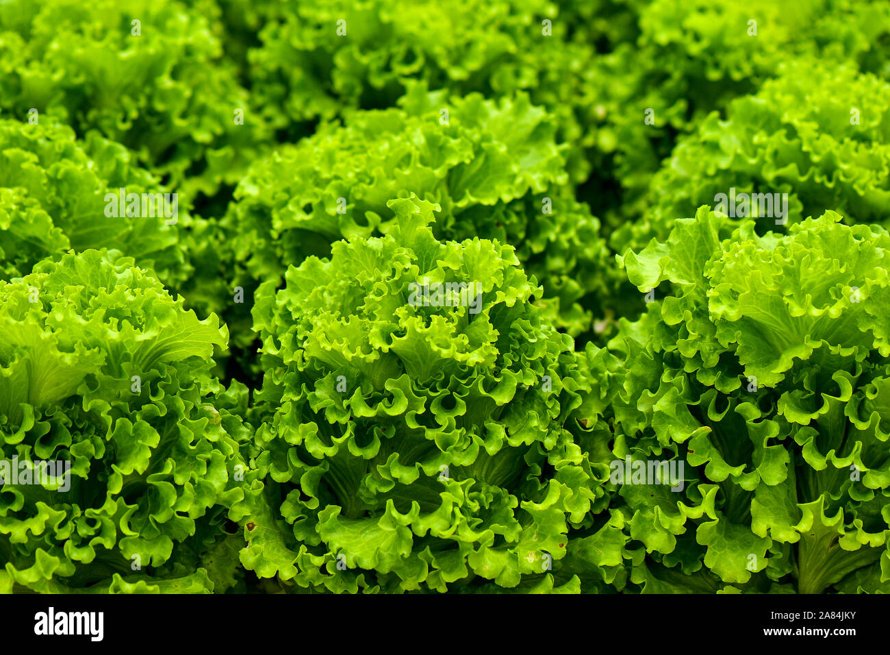 Hydroponics floating planting system farming with group of vegetables ...