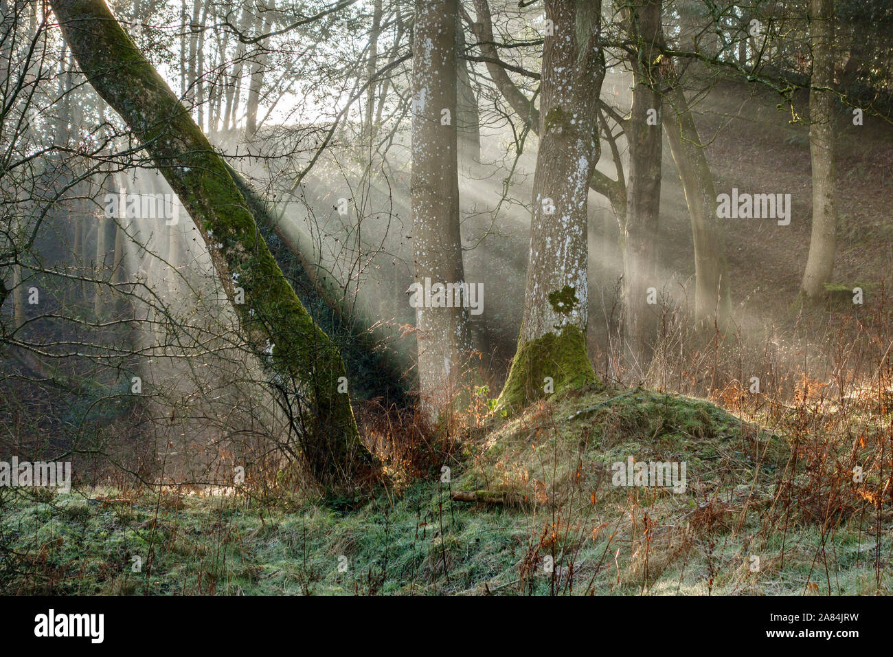 Sunbeams through trees hi-res stock photography and images - Alamy