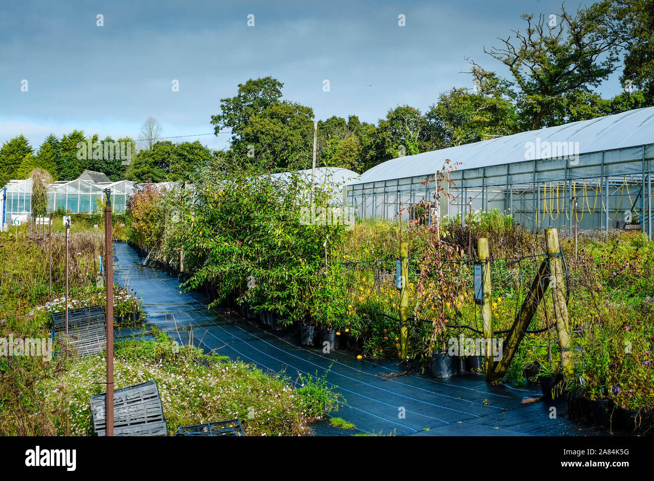 Plants available hi-res stock photography and images - Alamy