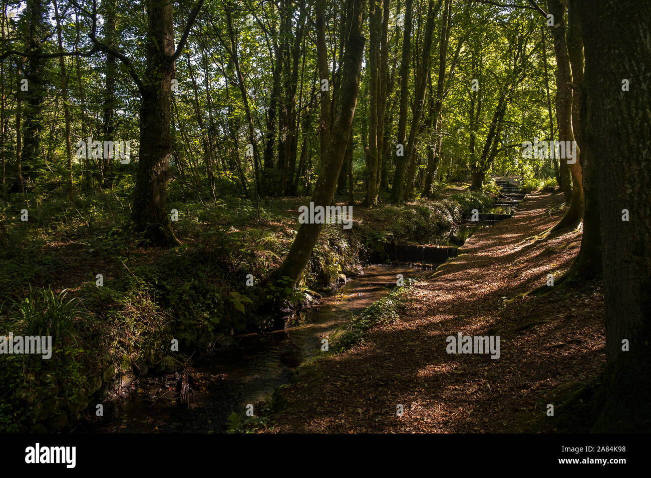 A river cascading through Tehidy Country Park, the largest area of ...
