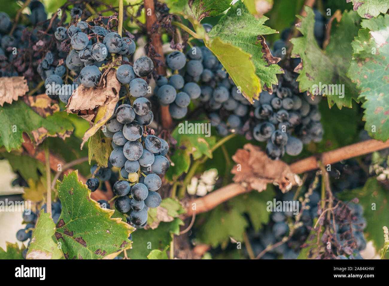 Huge bunch of grapes hi-res stock photography and images - Alamy